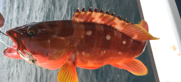 ルアーフィッシングで釣れる魚（ターゲット） - ルアーフィッシング情報サイト Luretist（ルアーティスト）